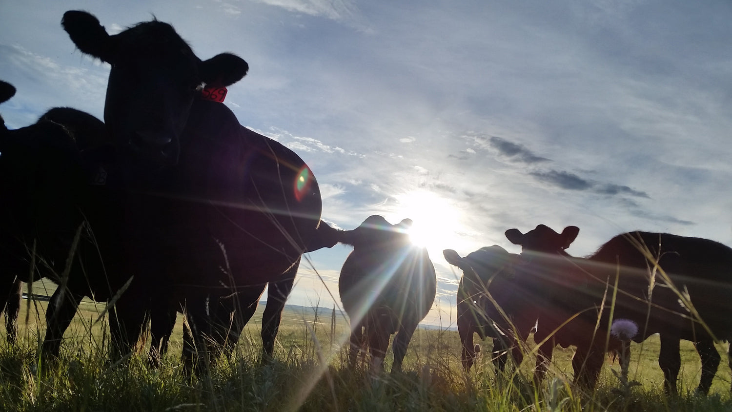 Wild Prairie Beef
